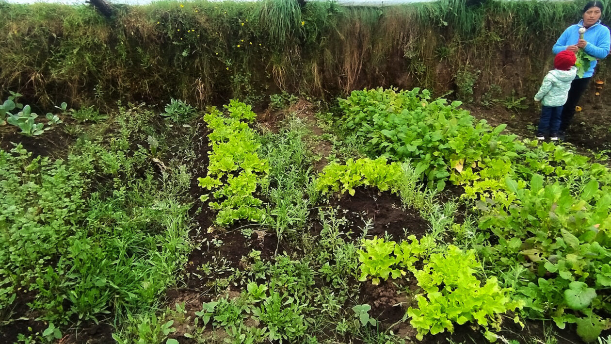 En Guaranda Cáritas está aportando a la producción agroecológica, becas ...